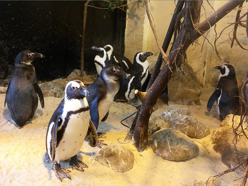 The Penguin Gang | Masha du Toit